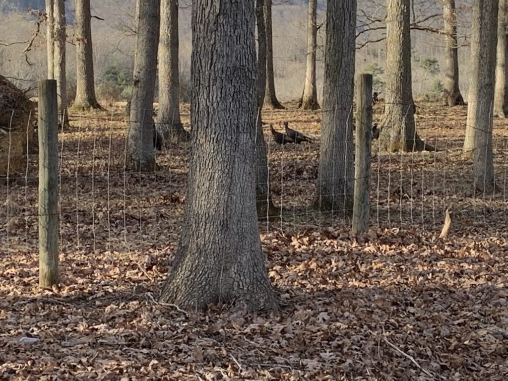 VDGIF Conservationist Gobbles Up Prestigious Award - Allegheny Mountain ...