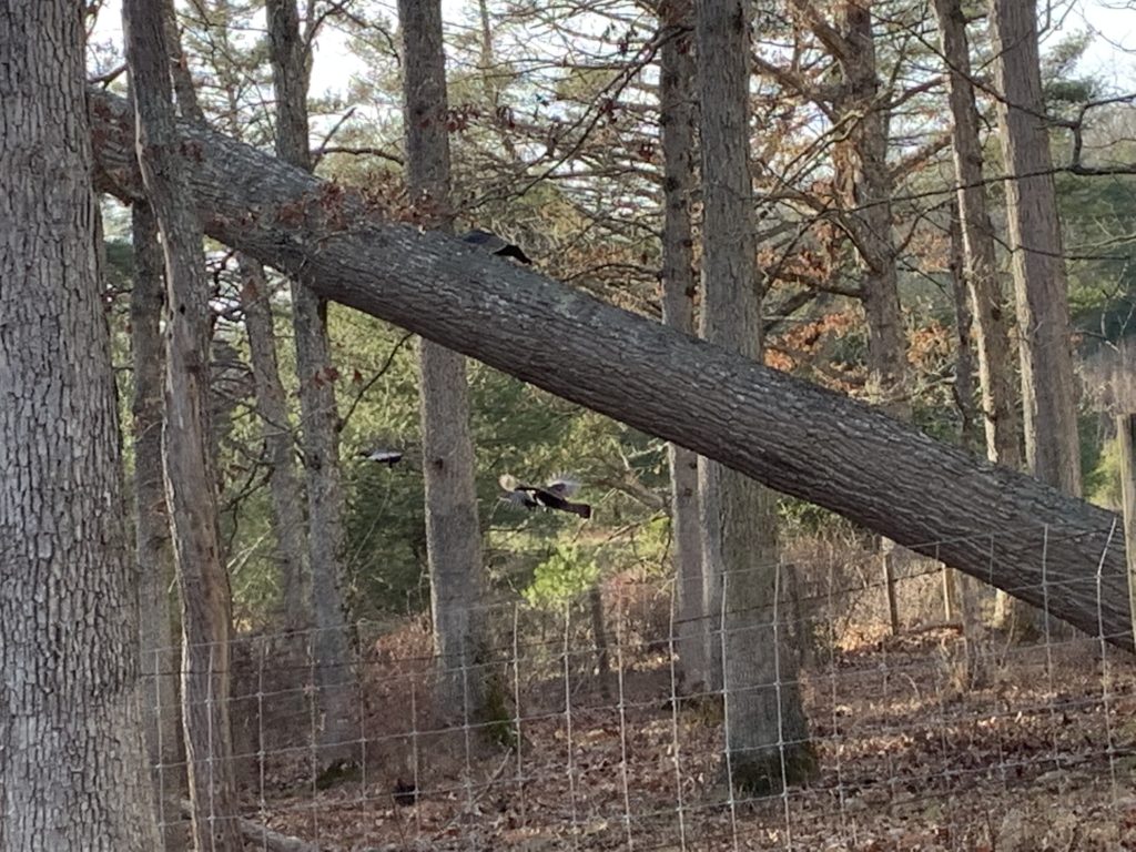 VDGIF Conservationist Gobbles Up Prestigious Award - Allegheny Mountain ...